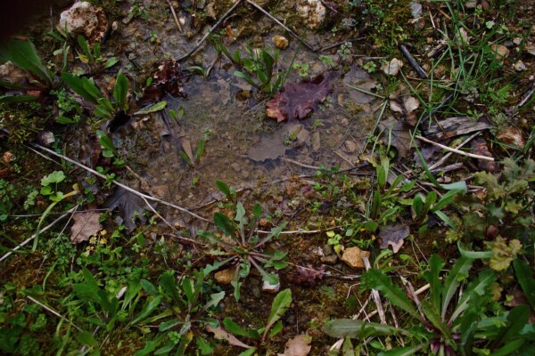 How to Fix Waterlogged Soil | Veransa Group