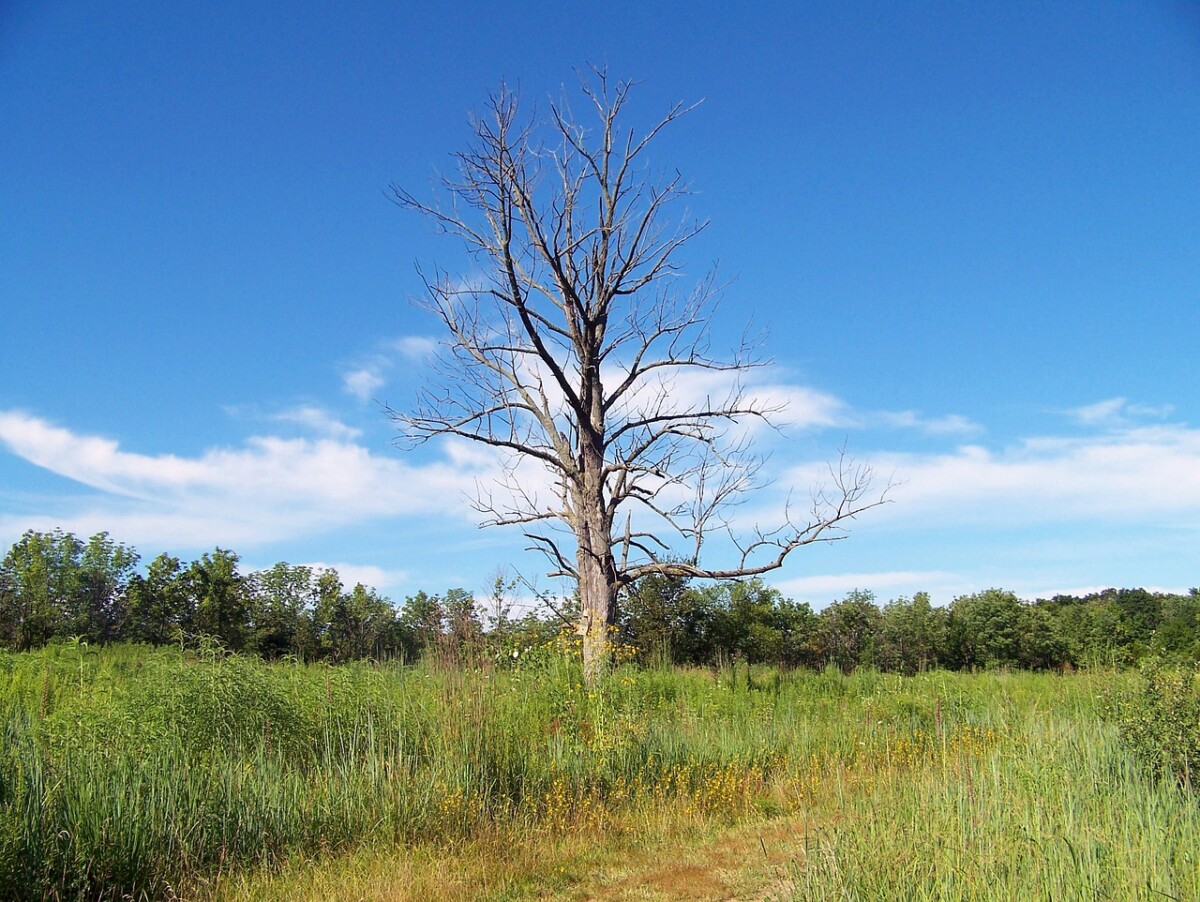 Why to Remove Dead Trees from your Yard | Veransa Group